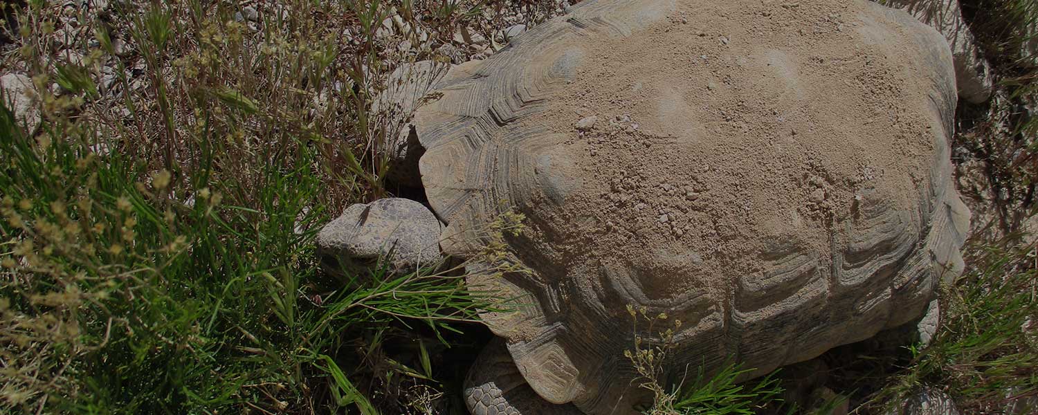 News – CCDCP Mojave Max